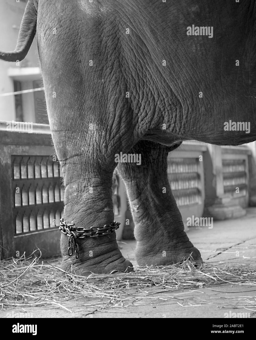 elephant's foot is built with a metal chain in the inner temple shrine ...