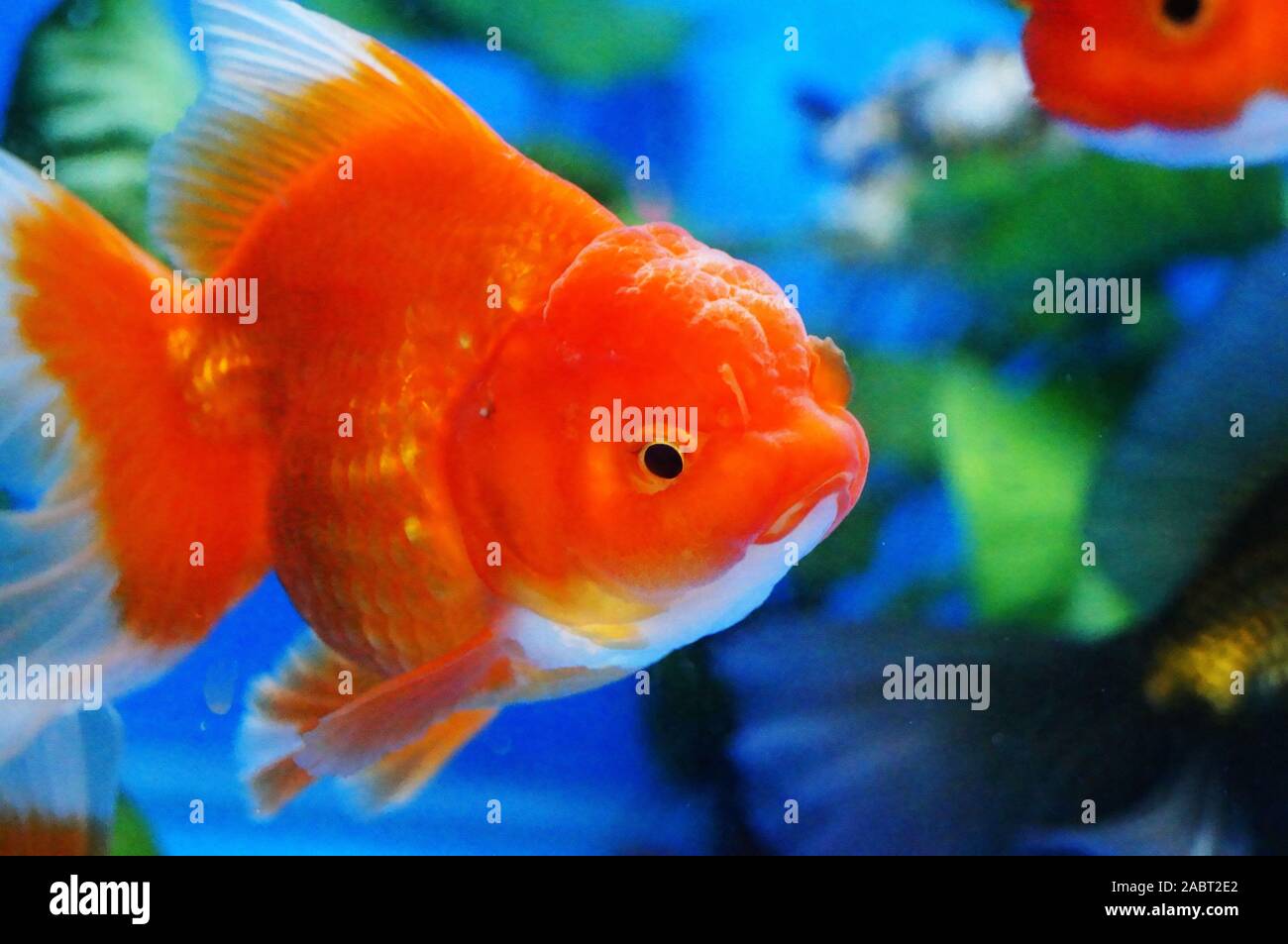 Goldfish in the aquarium Stock Photo - Alamy