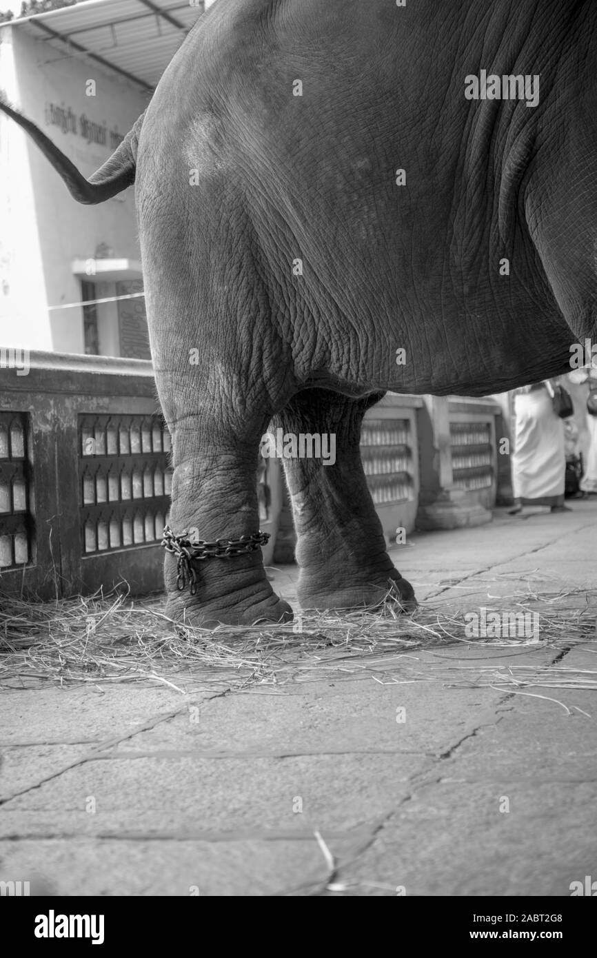 elephant's foot is built with a metal chain in the inner temple shrine ...