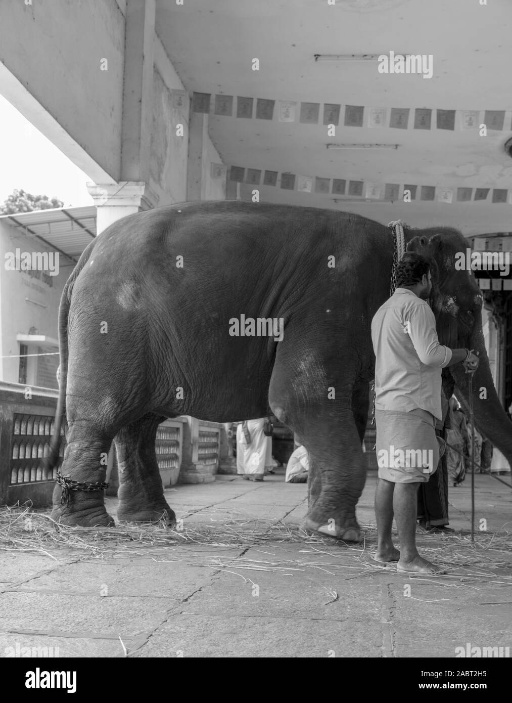 elephant's foot is built with a metal chain in the inner temple shrine ...