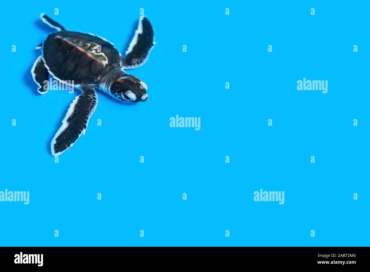 Population of turtles hi-res stock photography and images - Alamy