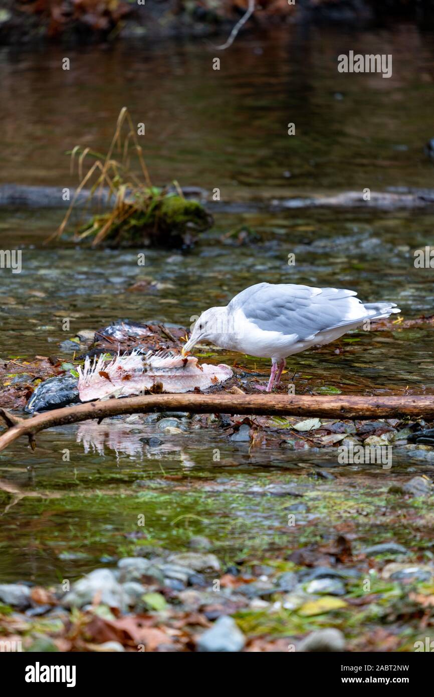 A vertical shot of a gull picking the remains of salmon after spawning ...