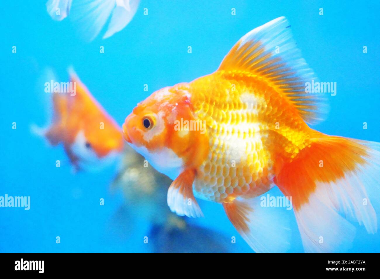 Goldfish in the aquarium Stock Photo - Alamy