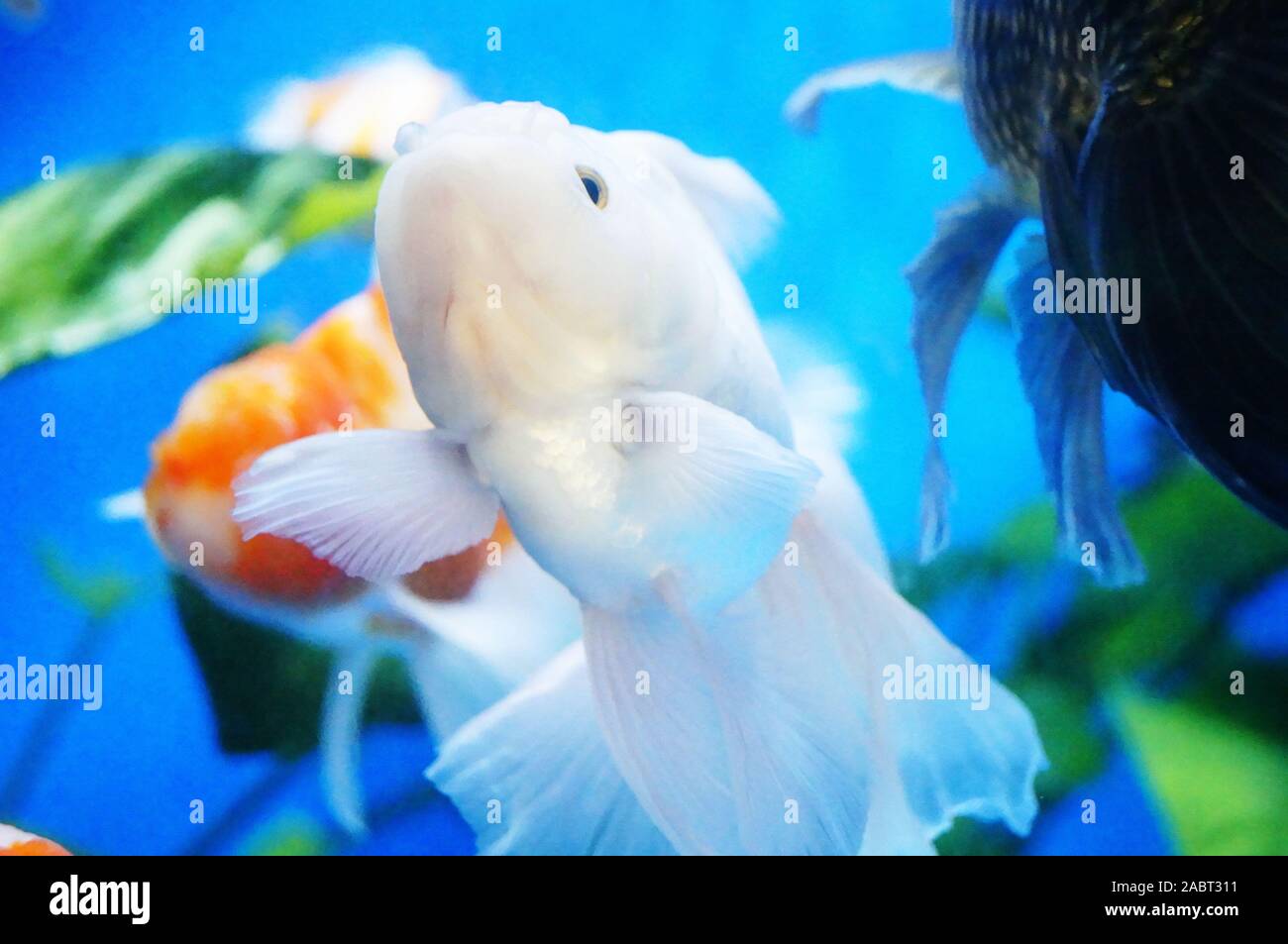 Goldfish in the aquarium Stock Photo - Alamy