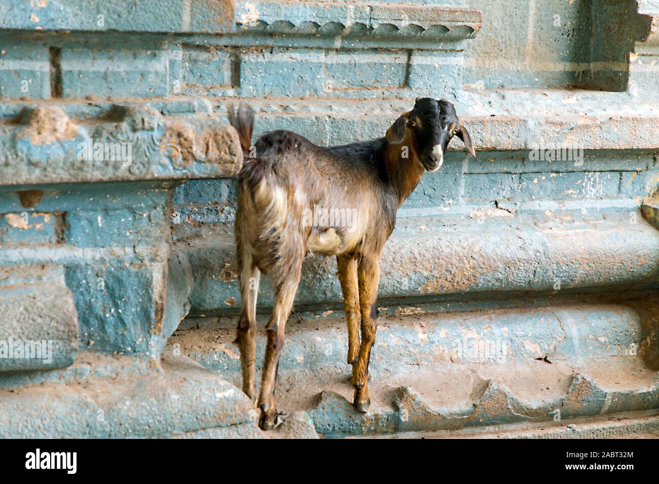 A goat standing temple wall Stock Photo - Alamy