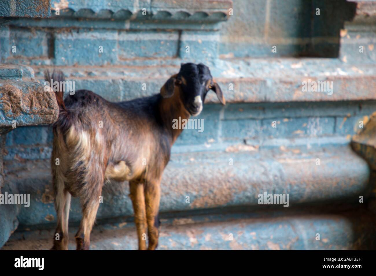 A goat standing temple wall Stock Photo - Alamy