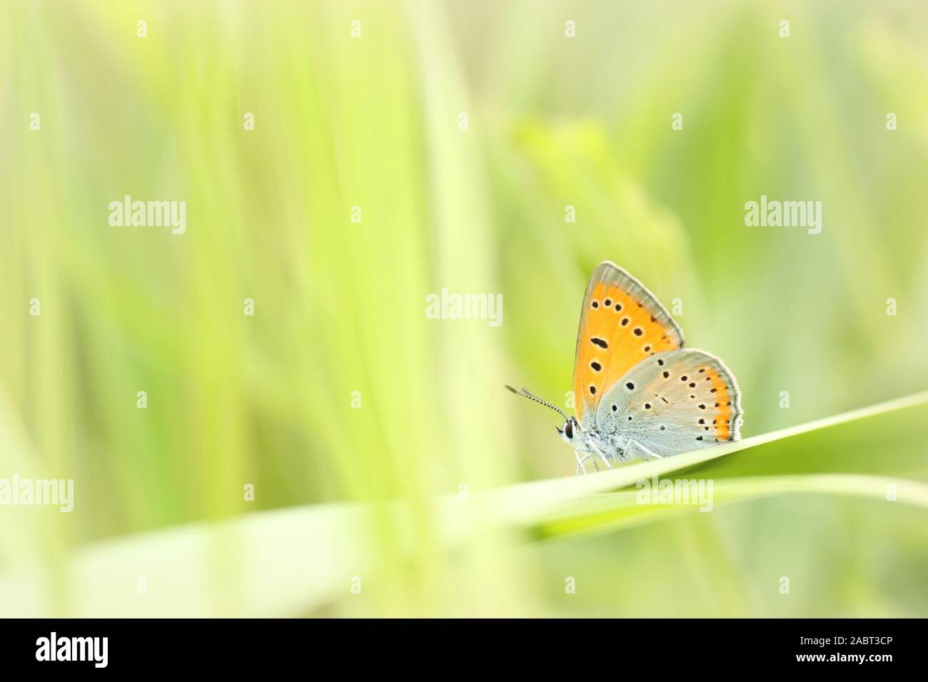 Butterfly outside nature hi-res stock photography and images - Alamy