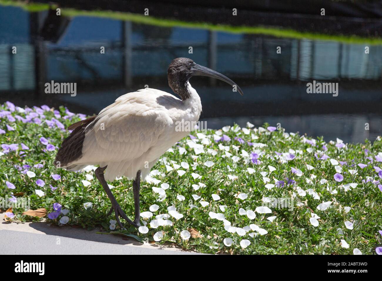 Australian White Ibis, Threskiornis moluccus, side view of adult bird ...