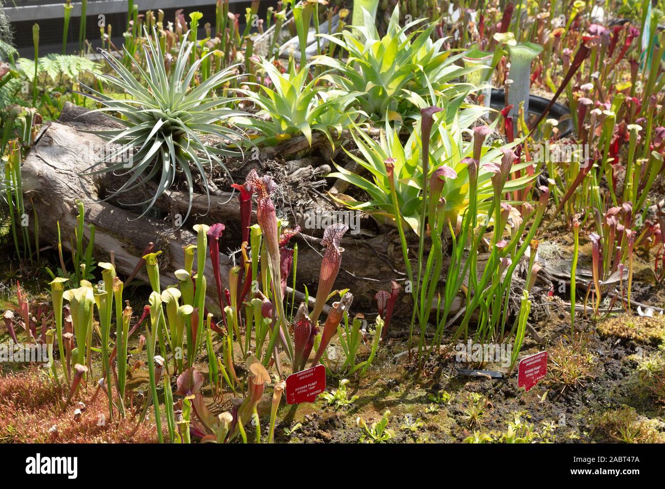 A display of carnivorous, Insect-eating plants; Royal Botanic Garden ...