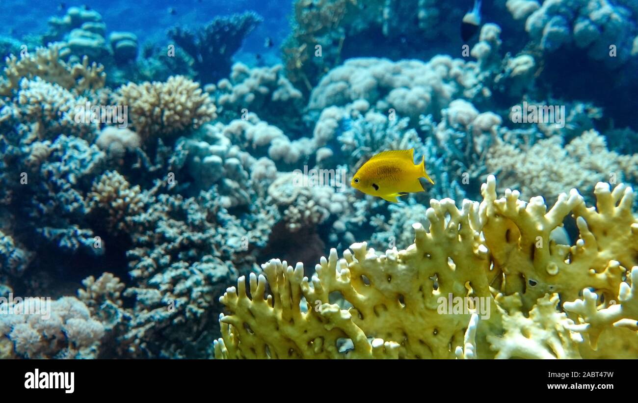 Bright Yellow Tropical Fish In The Ocean. Saltwater Fish In The Sea ...