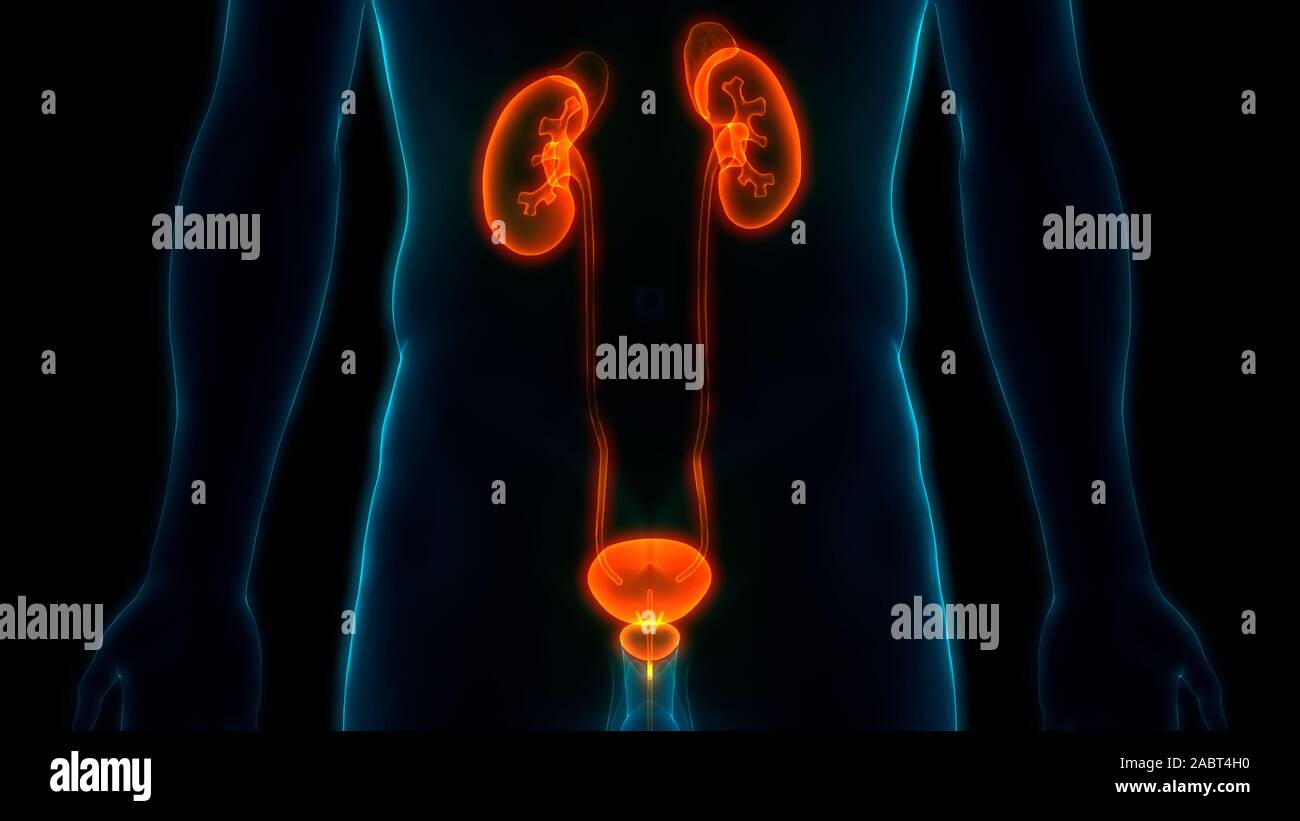 Human Urinary System Anatomy Stock Photo - Alamy