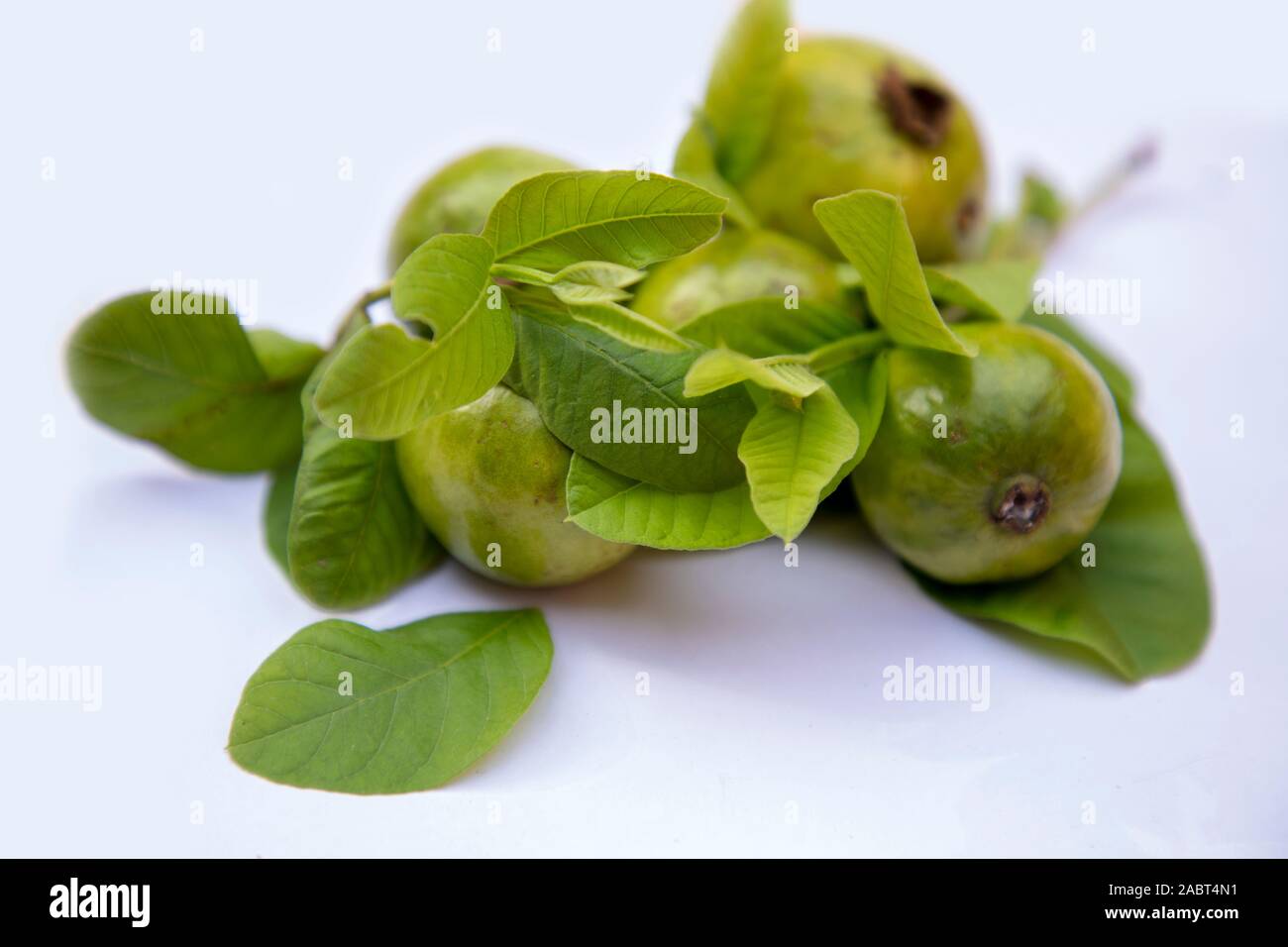 guava with leaf isolated on white background Stock Photo - Alamy