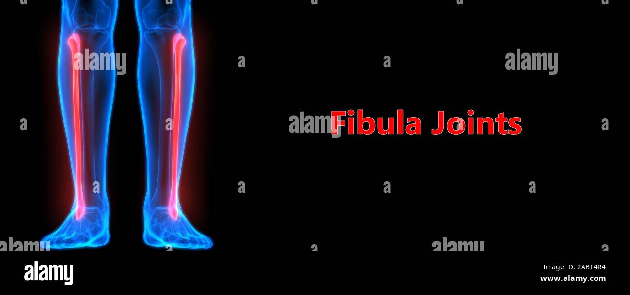Human Skeleton System Bone Joints Anatomy Stock Photo - Alamy