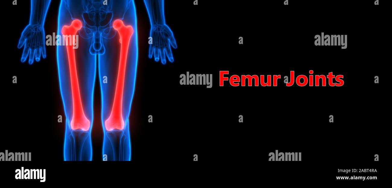 Human Skeleton System Bone Joints Anatomy Stock Photo - Alamy