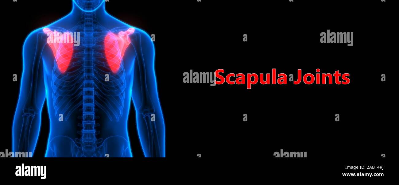 Human Skeleton System Bone Joints Anatomy Stock Photo - Alamy