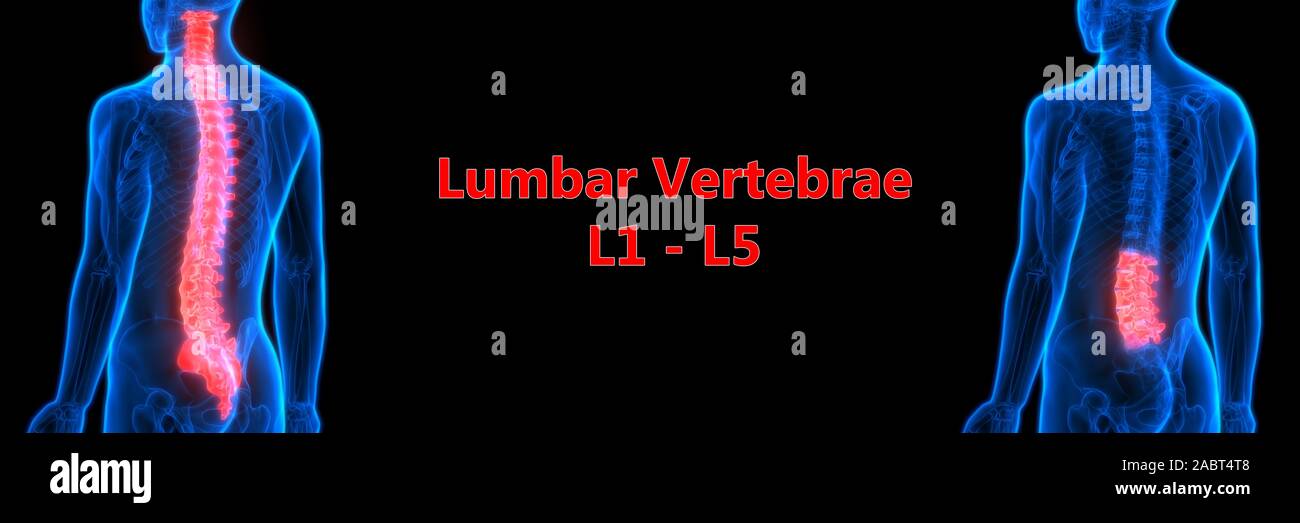 Vertebral Column Lumbar Vertebrae of Human Skeleton System Anatomy ...