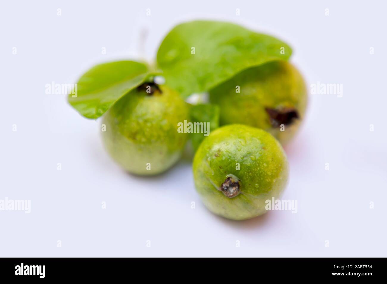 guava with leaf isolated on white background Stock Photo - Alamy