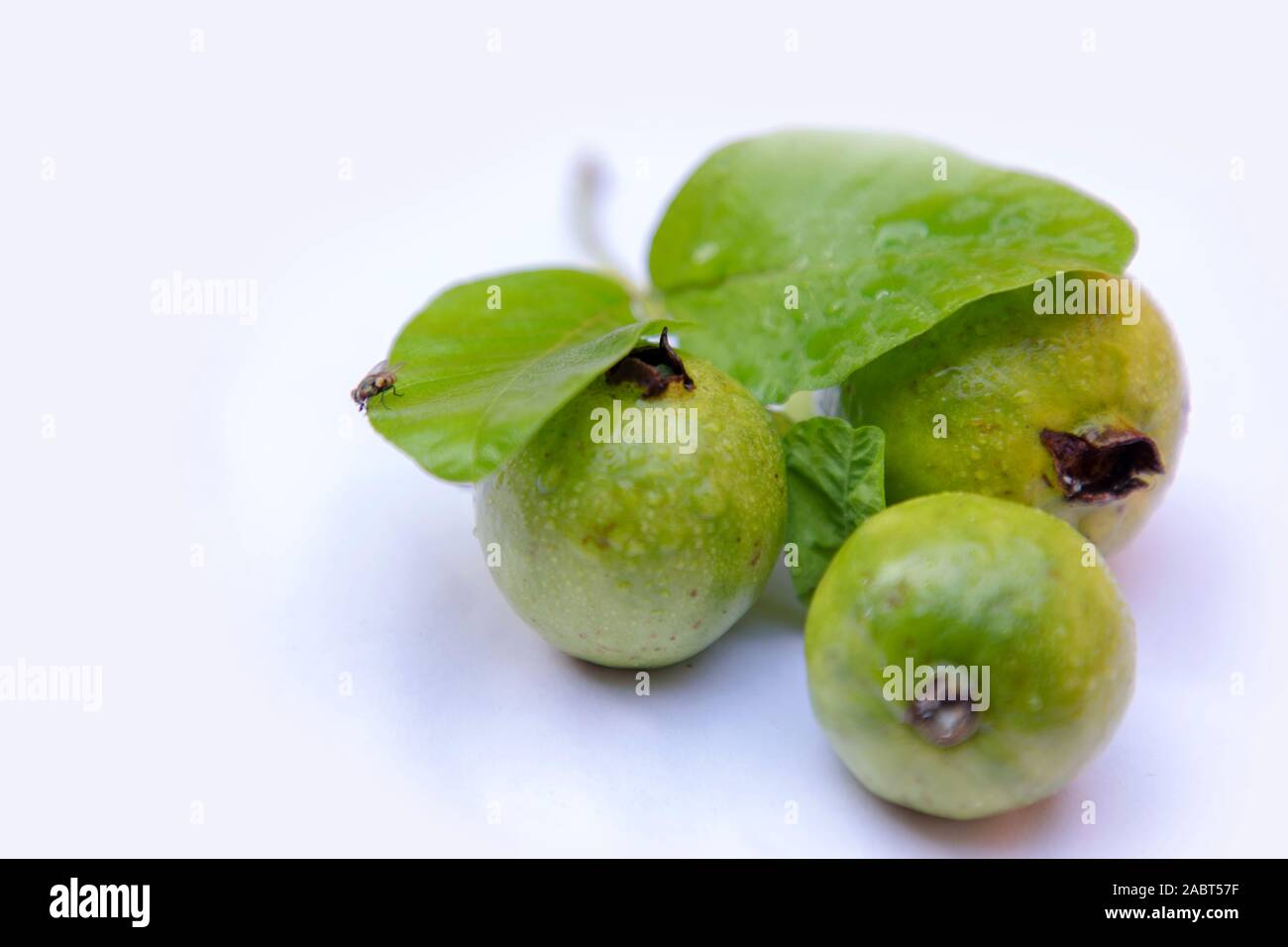 guava with leaf isolated on white background Stock Photo - Alamy