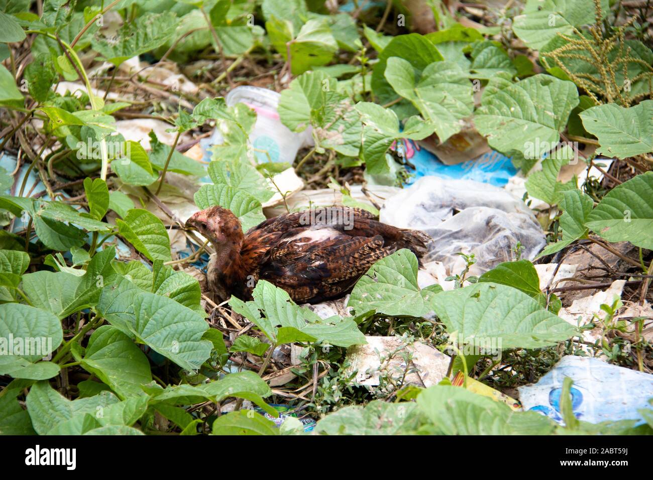 Small chicken sitting in plastic trash in Cambodia, south-east Asia ...