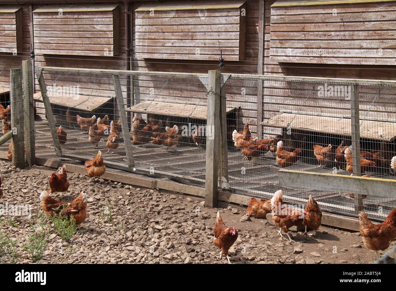 Free Range Chickens Moving In and Out of Hen House Stock Photo - Alamy
