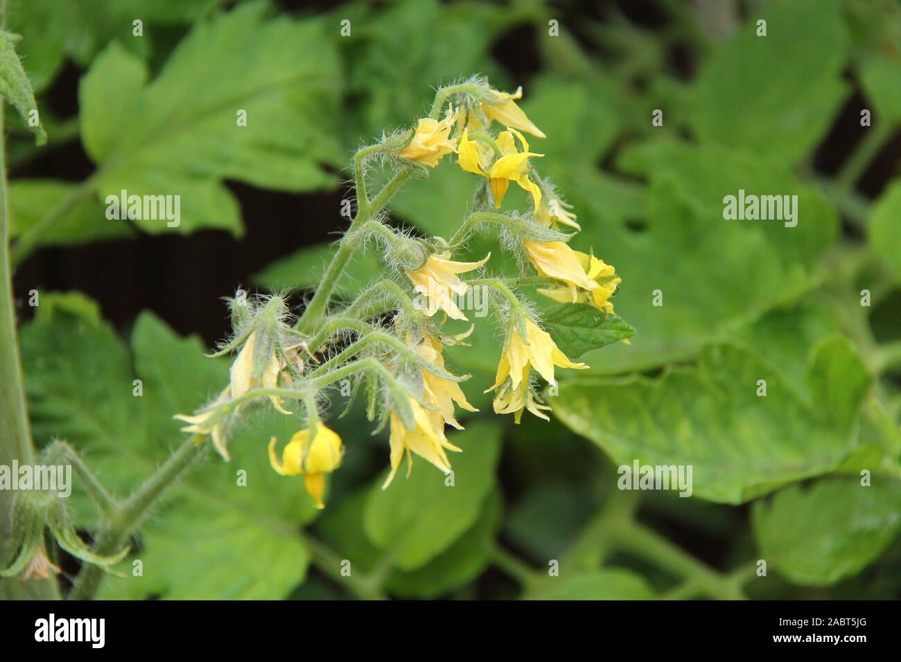 Flower truss hi-res stock photography and images - Alamy