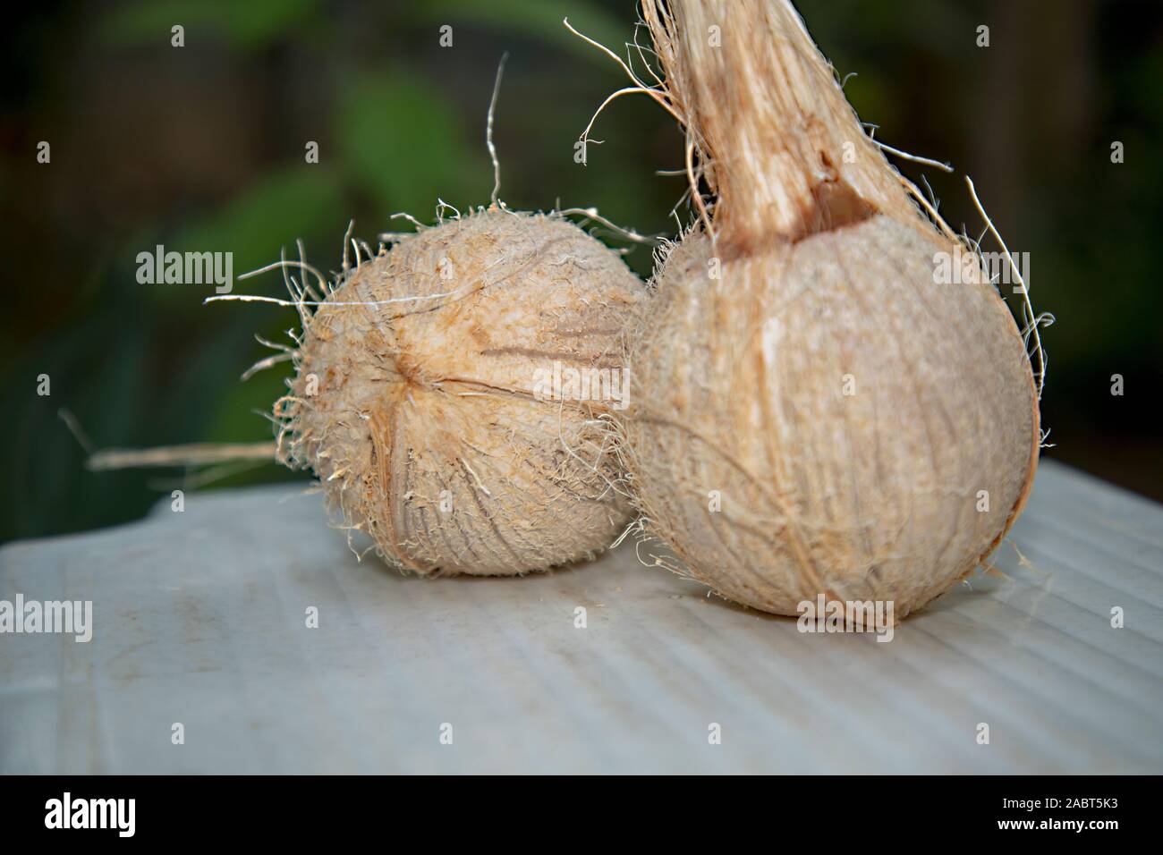 brown coconuts on nature background Stock Photo - Alamy
