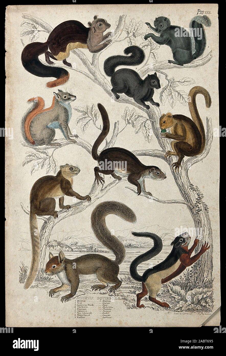 African tree squirrels hi-res stock photography and images - Alamy