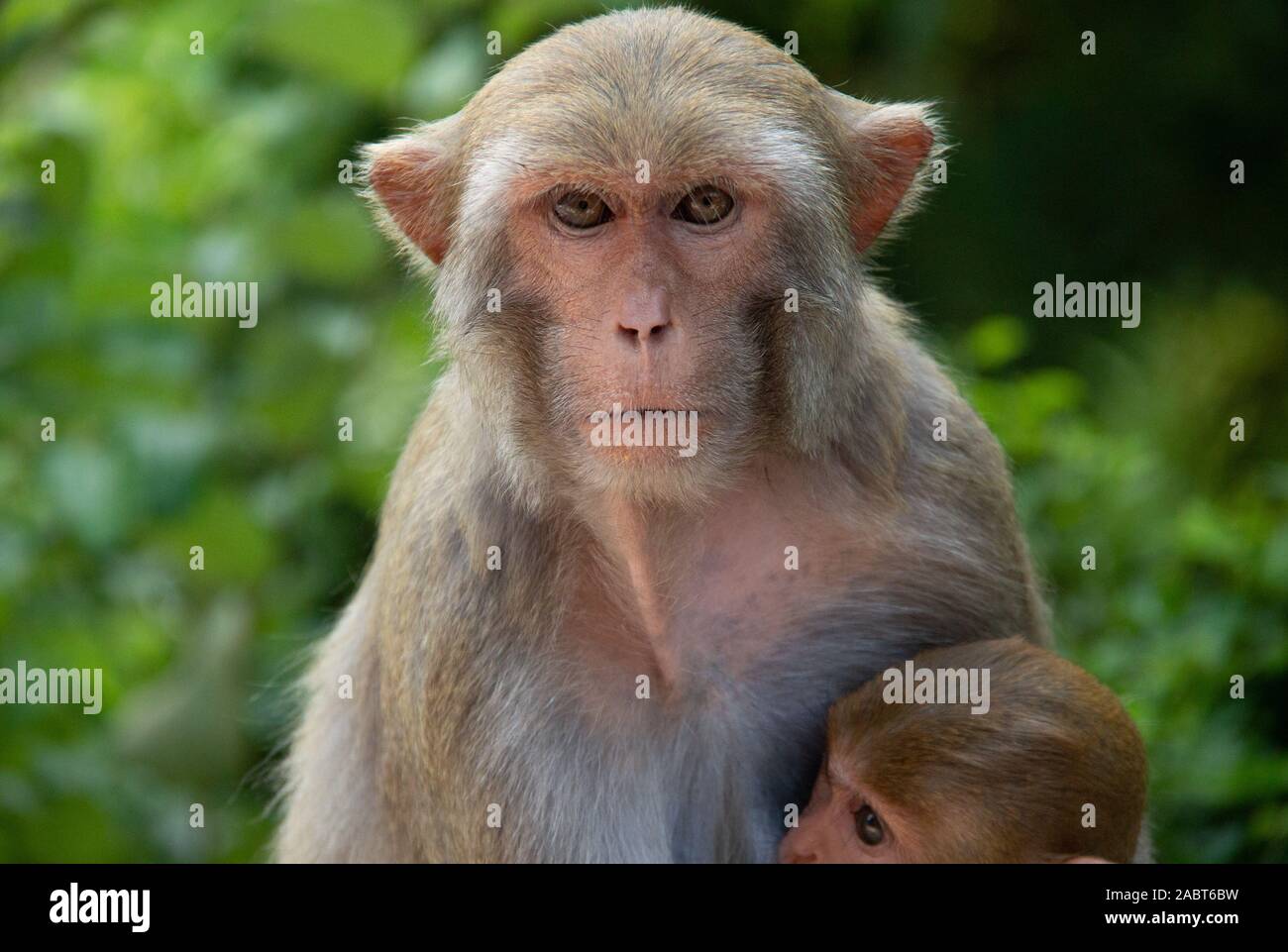 Barbary monkey looking into the camera at the Phowin Taung Caves near ...