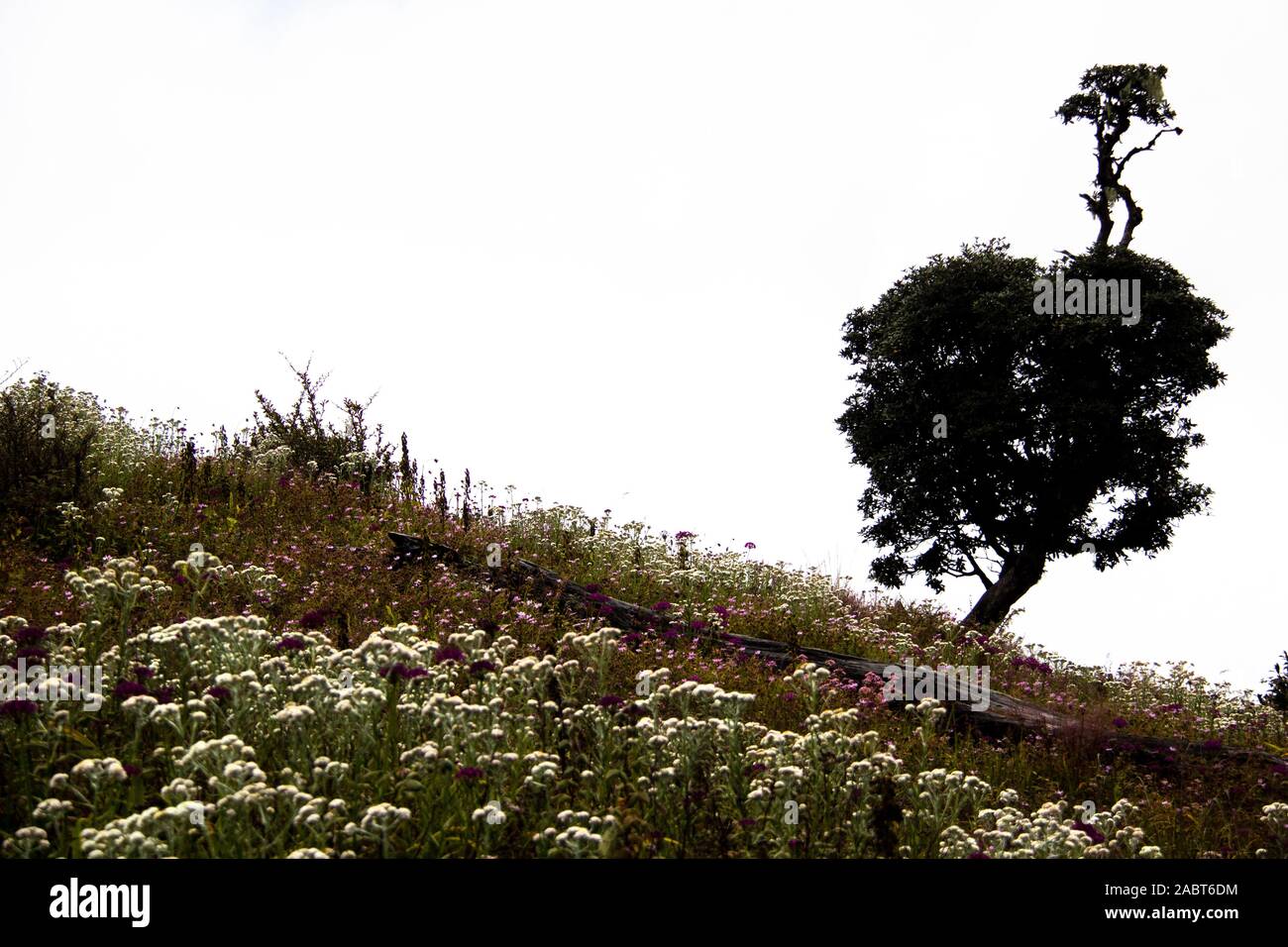 Mindat hi-res stock photography and images - Alamy