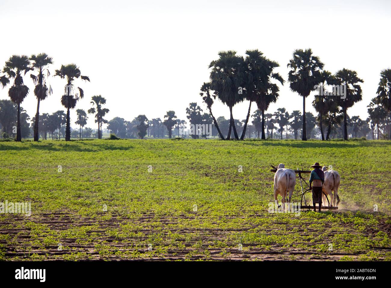 Hand ploughing paddy field hi-res stock photography and images - Alamy