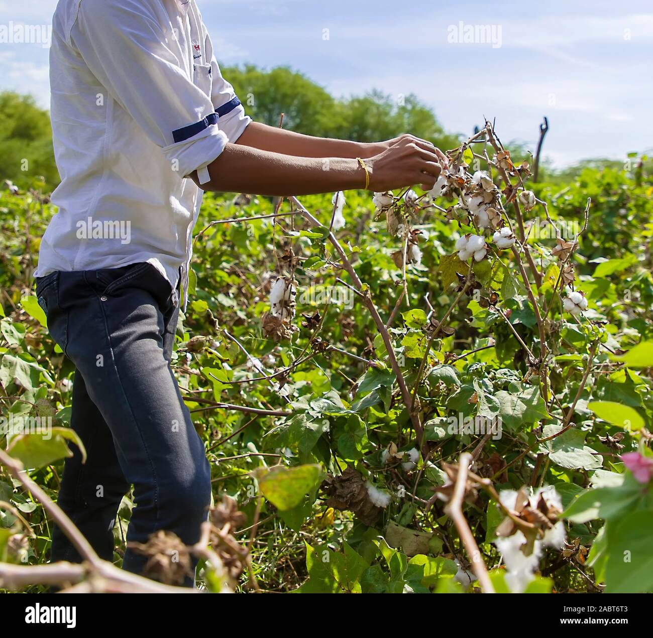 Hand Picking Cotton High Resolution Stock Photography and Images - Alamy