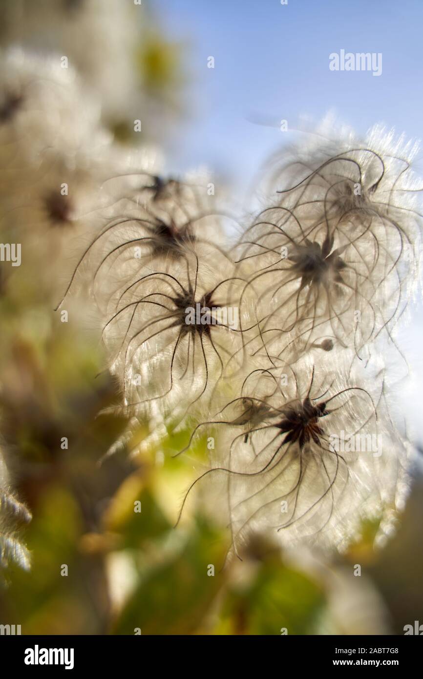 Fluffy buds on wild bush in closeup Stock Photo - Alamy