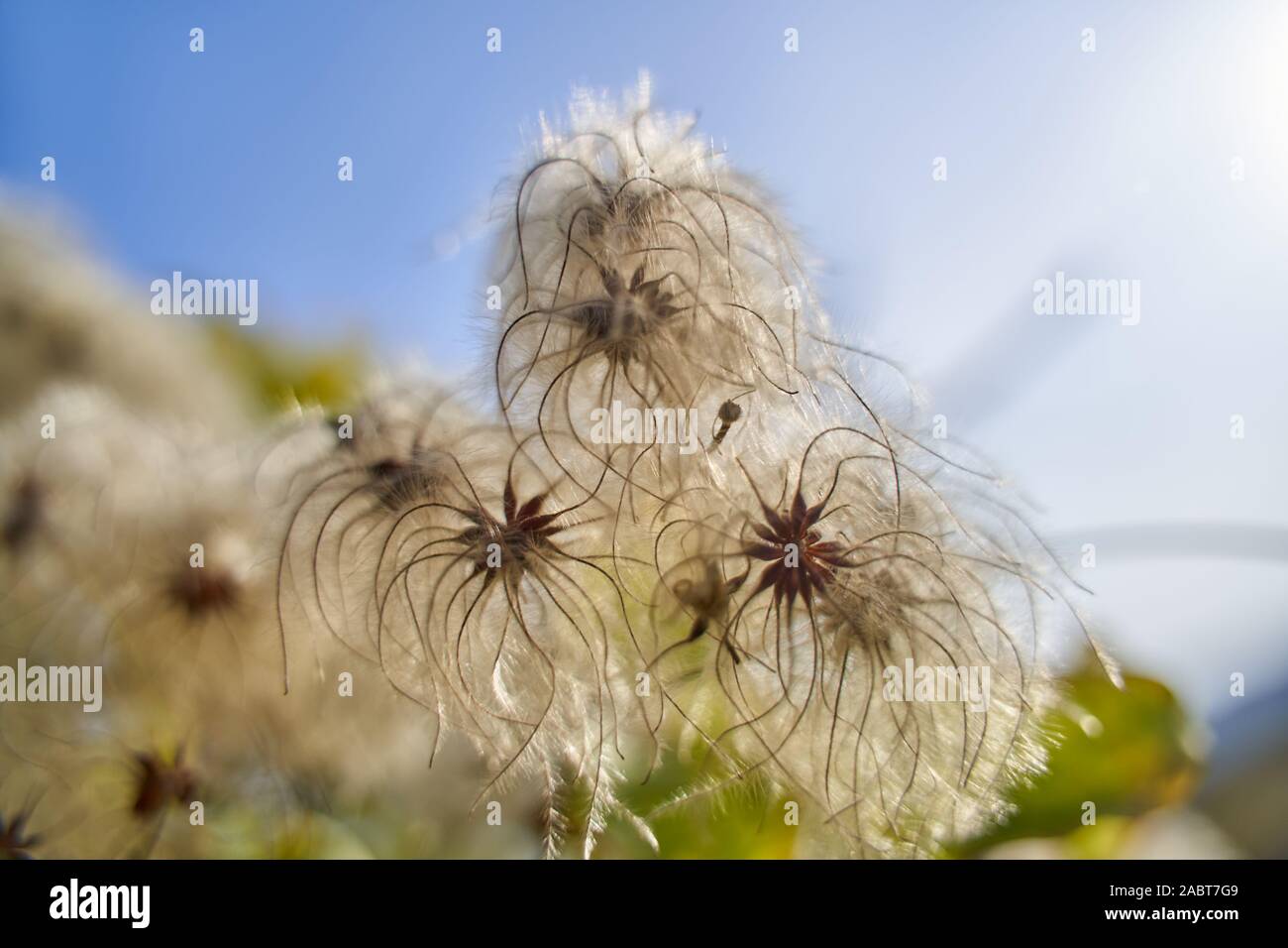Fluffy buds on wild bush in closeup Stock Photo - Alamy
