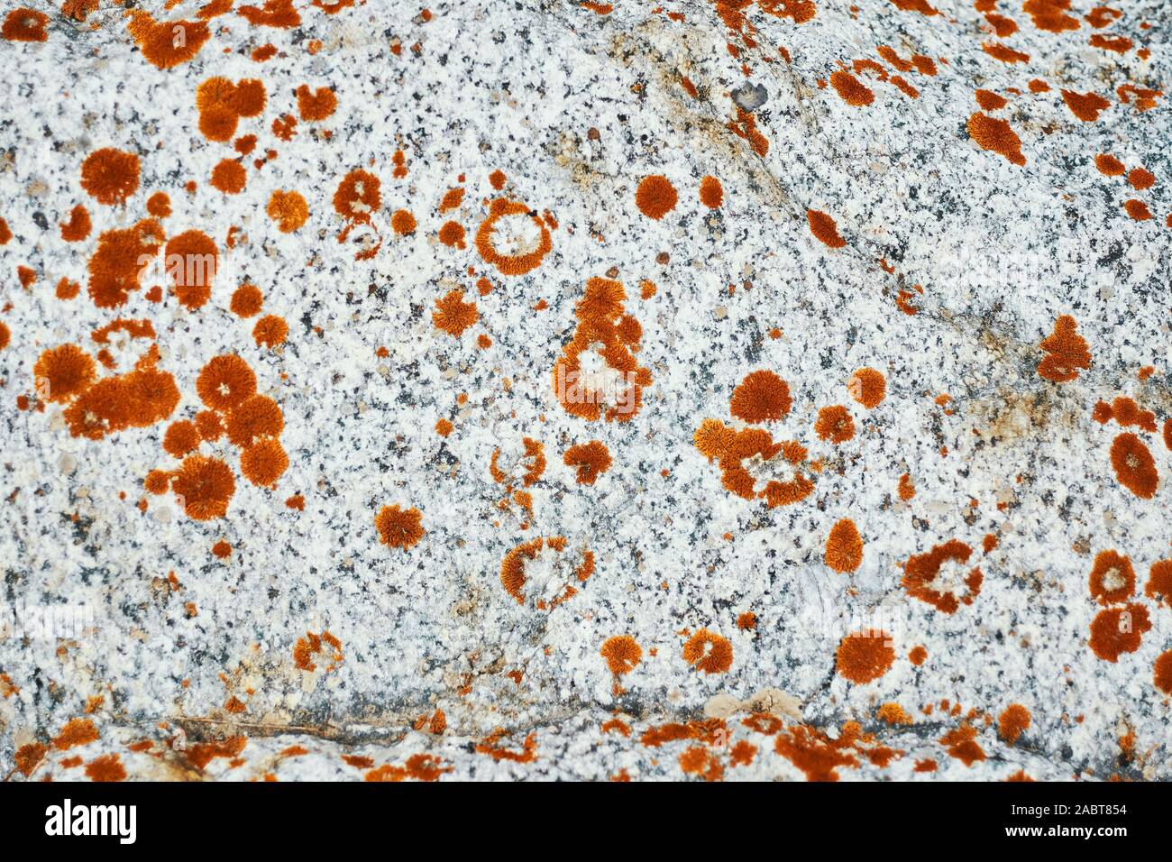 Texture rocks. Rock with fragments of rocks and fungus Stock Photo - Alamy