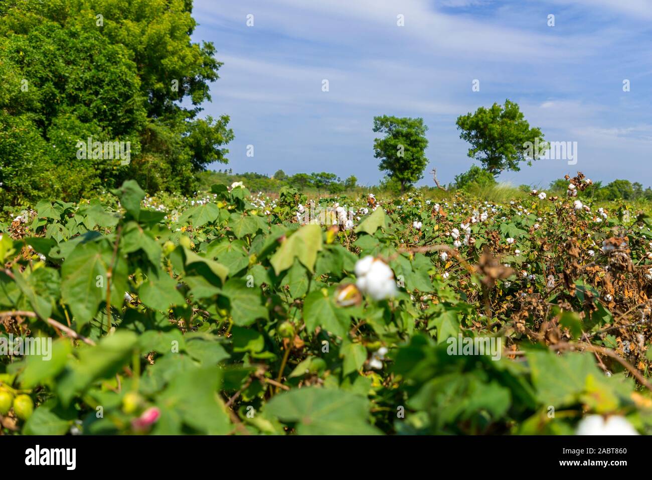 Rows of cotton plants in a field, nature background Stock Photo - Alamy