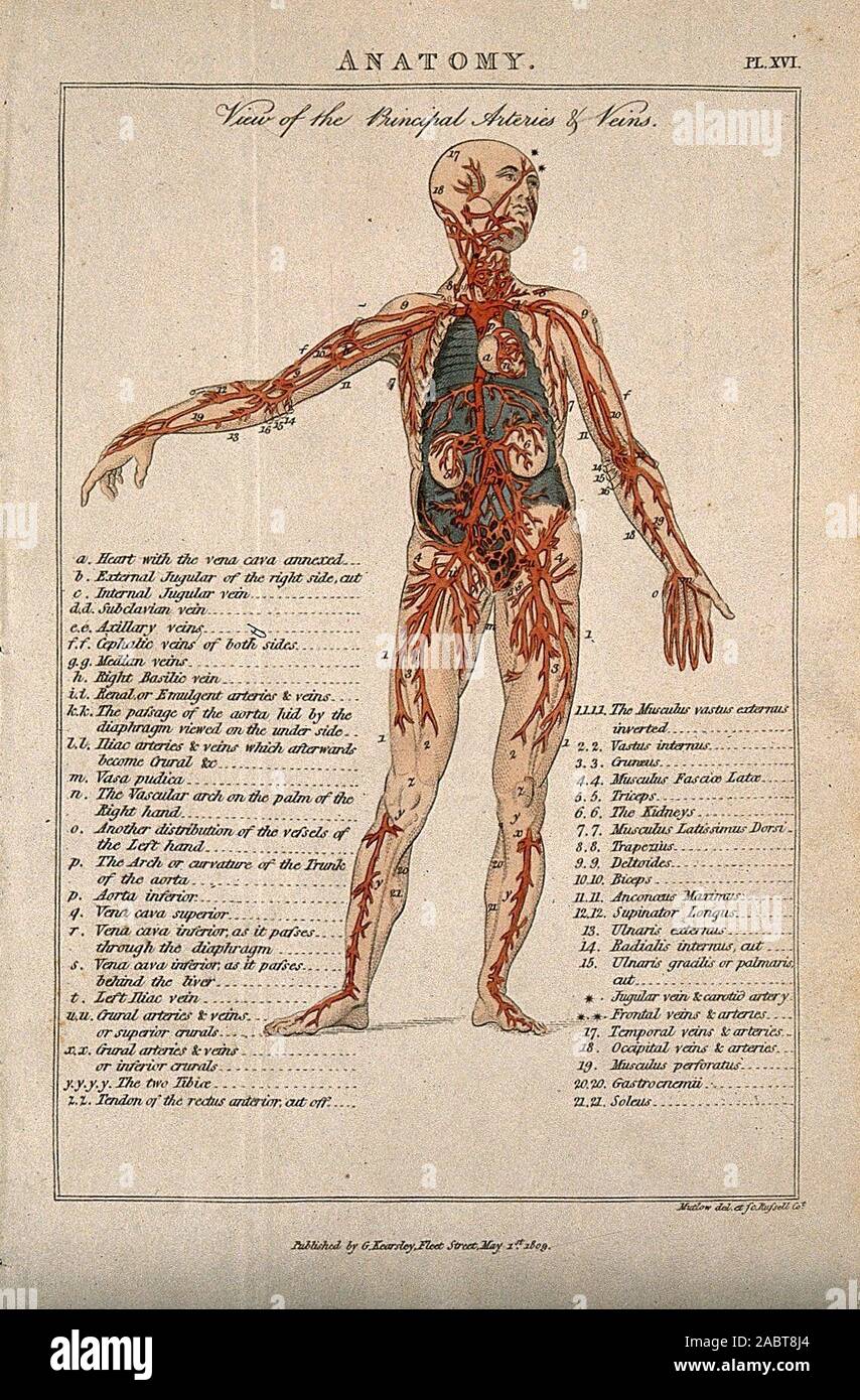 Principal anatomical hi-res stock photography and images - Alamy