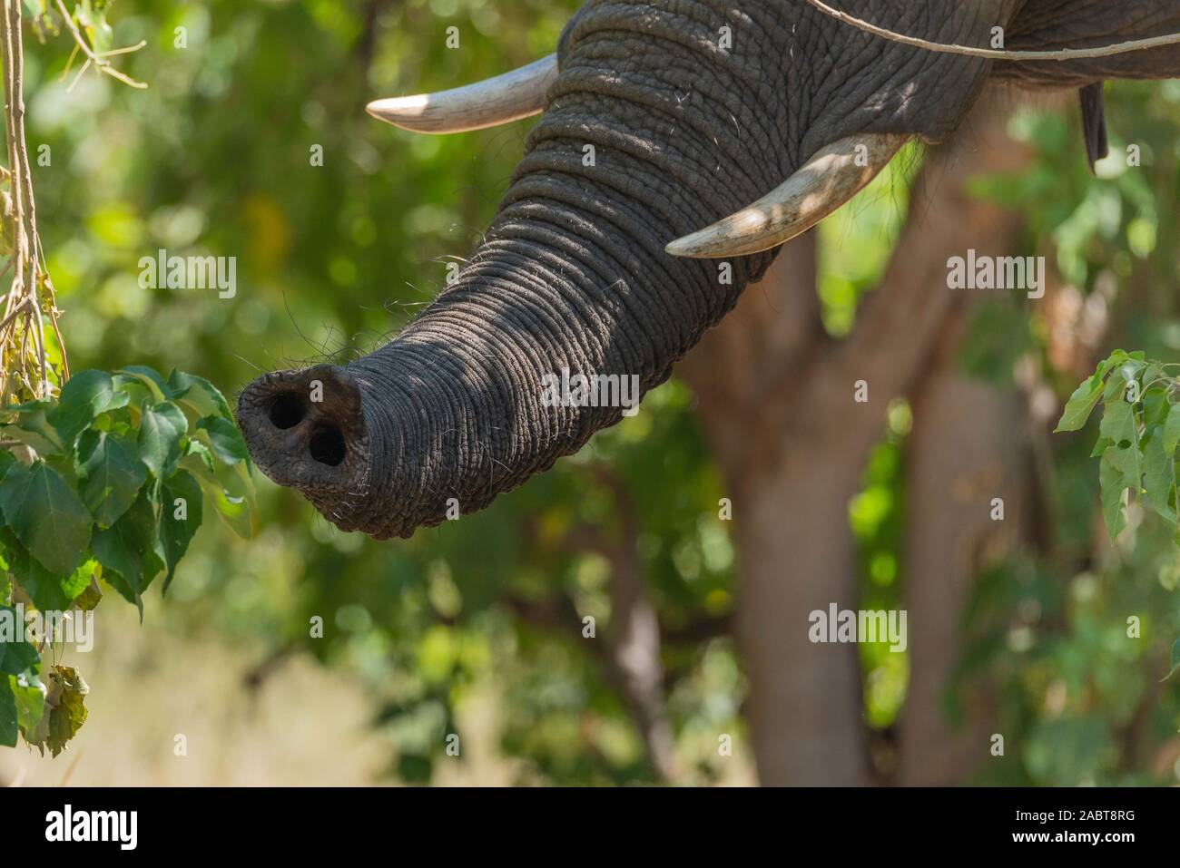close up picture of the tusk of a elephant Stock Photo - Alamy