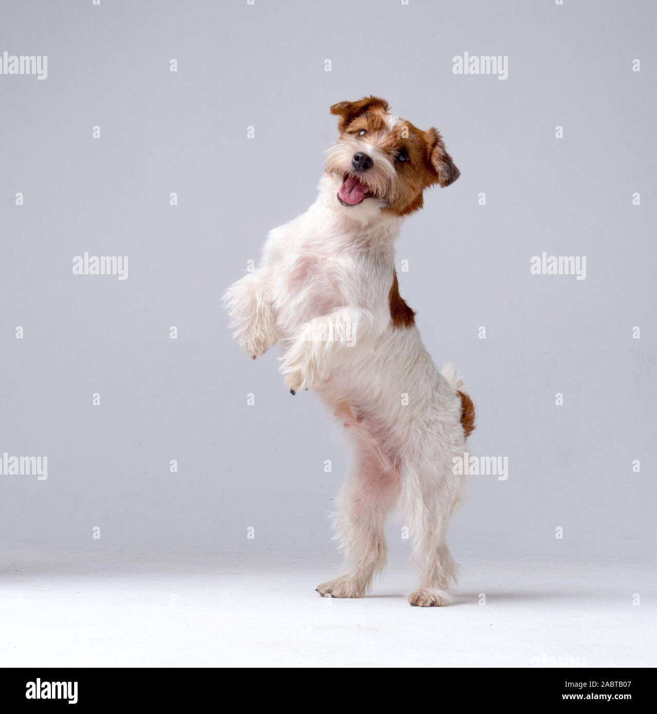 Jack Russell Terrier Puppy standing on its hind legs. Studio Shot Stock ...