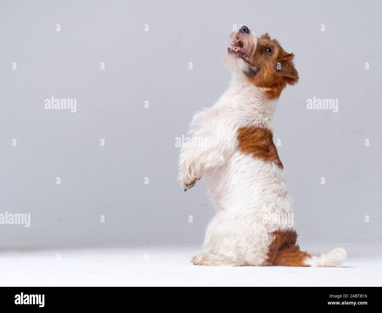 Jack Russell Terrier Puppy standing on its hind legs. Studio Shot Stock ...