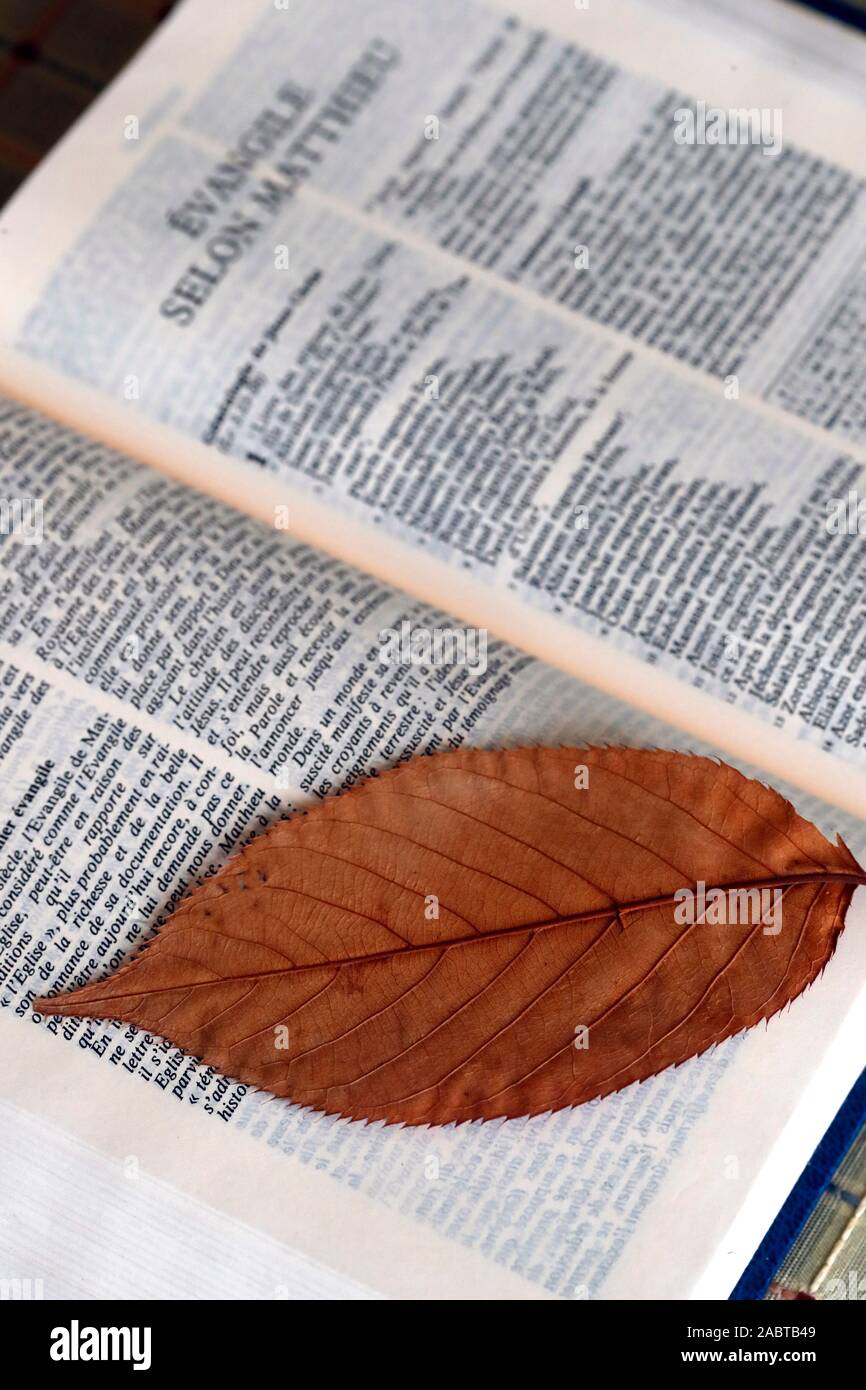 Open old bible with a dry leaf. France Stock Photo - Alamy