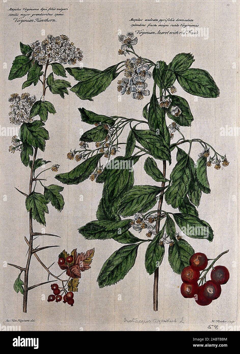 Azarole hawthorn crataegus azarolus hi-res stock photography and images ...