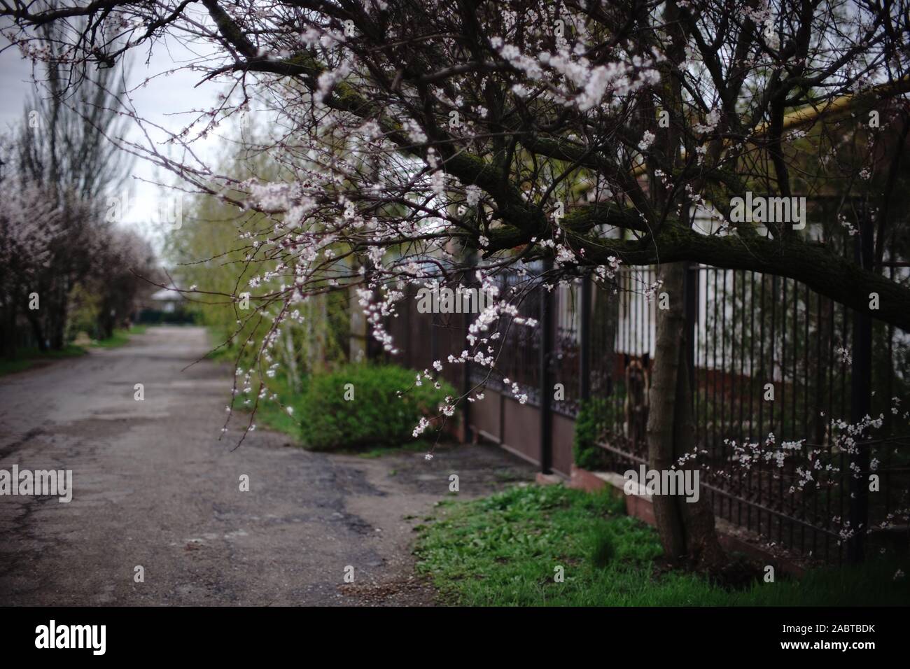 Beautiful street with flowering cherry trees hi-res stock photography ...