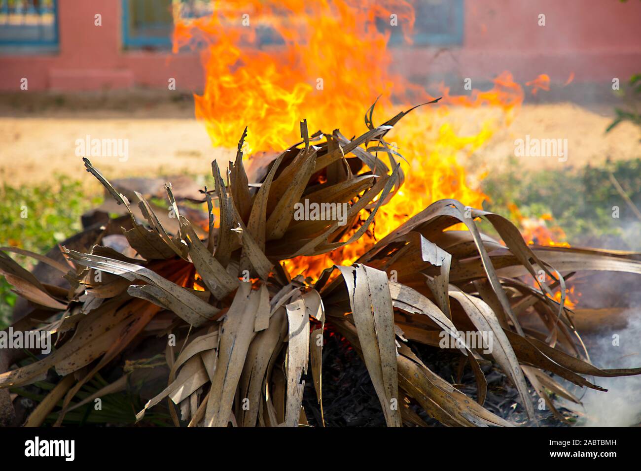 burn fire green and dry coconut tree leaf in garden Stock Photo - Alamy