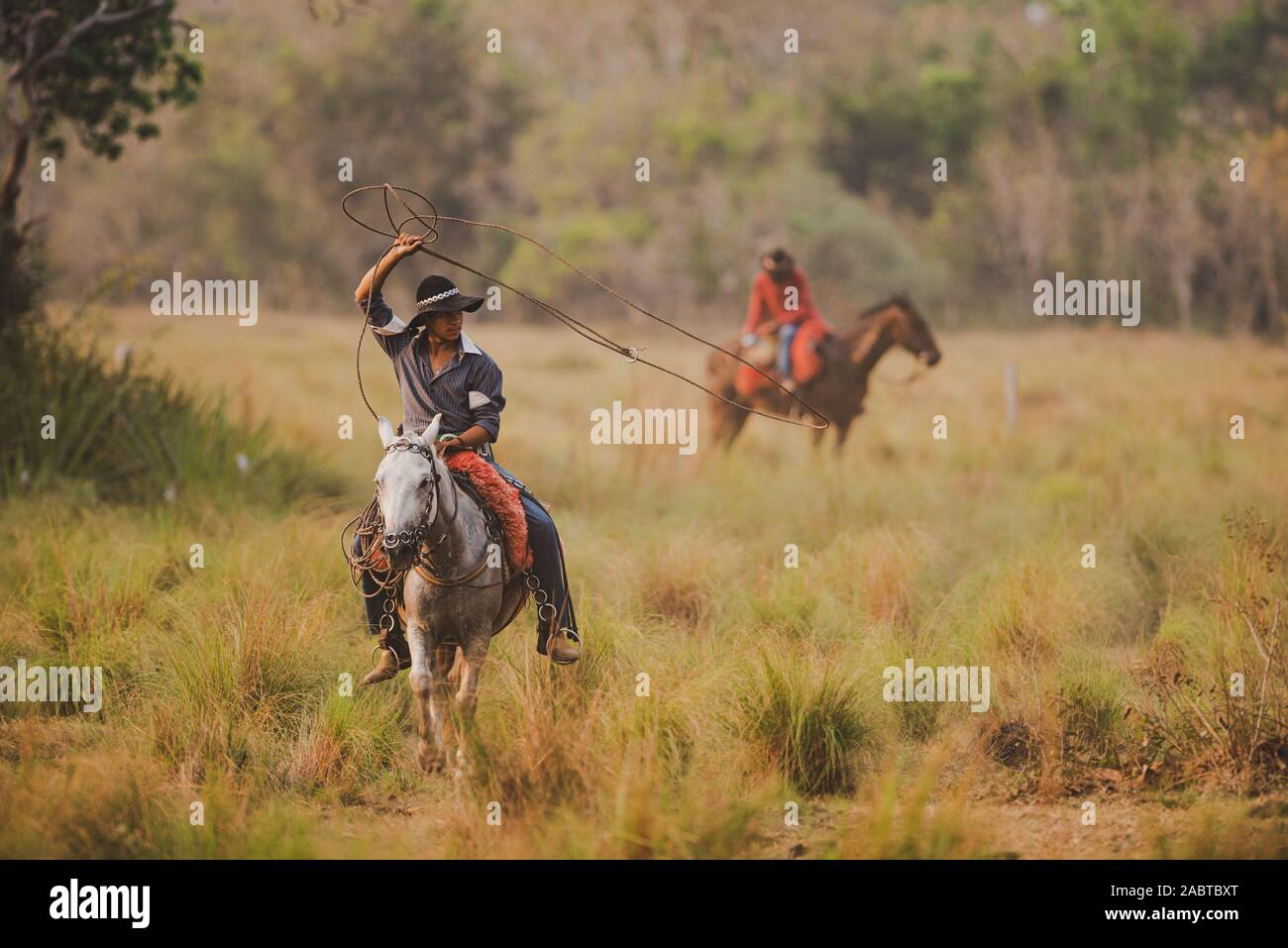 Pantaneiro cowboy working on a cattle ranch in South Pantanal Stock ...