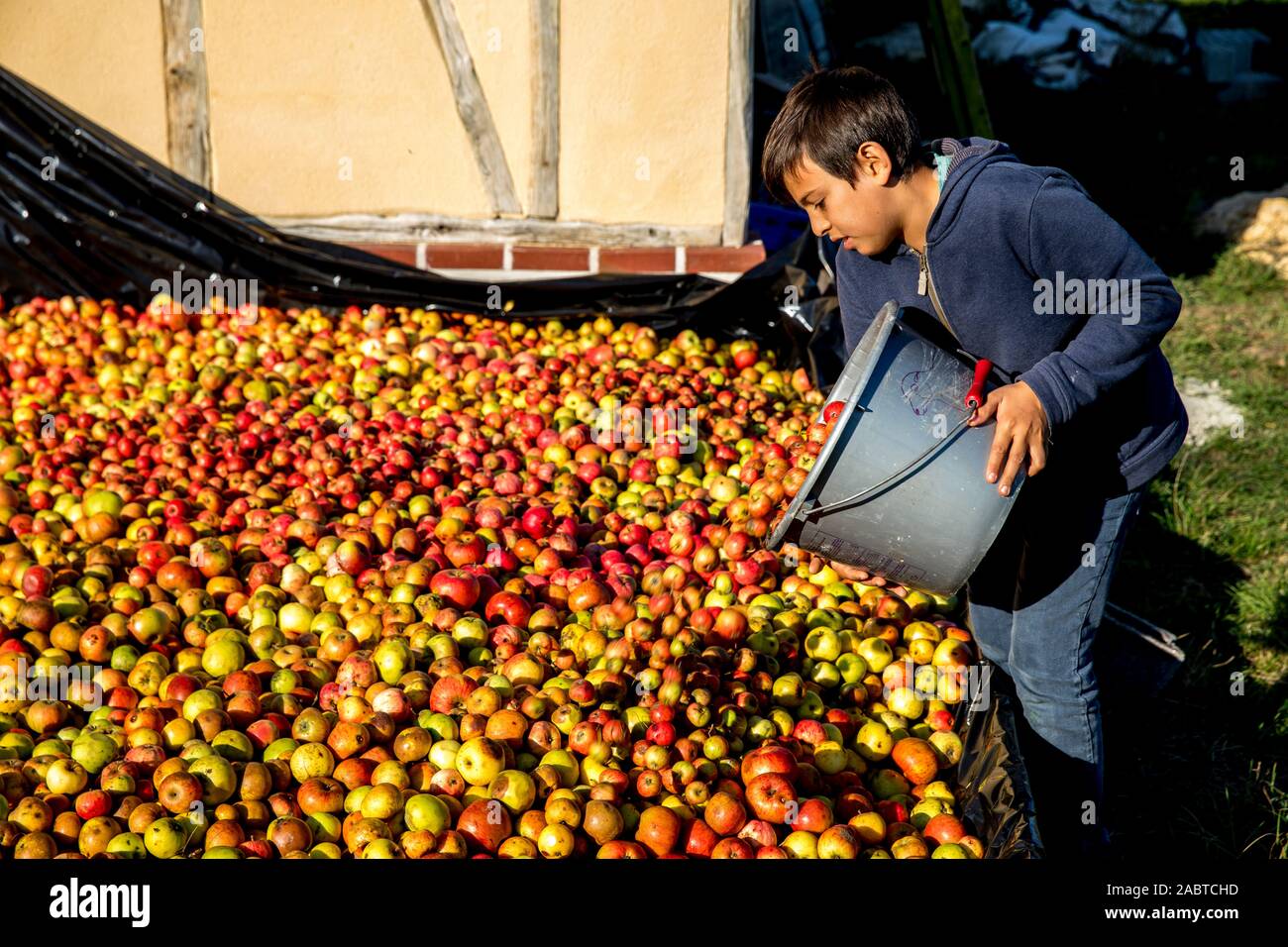 Apple collecting bucket hi-res stock photography and images - Alamy
