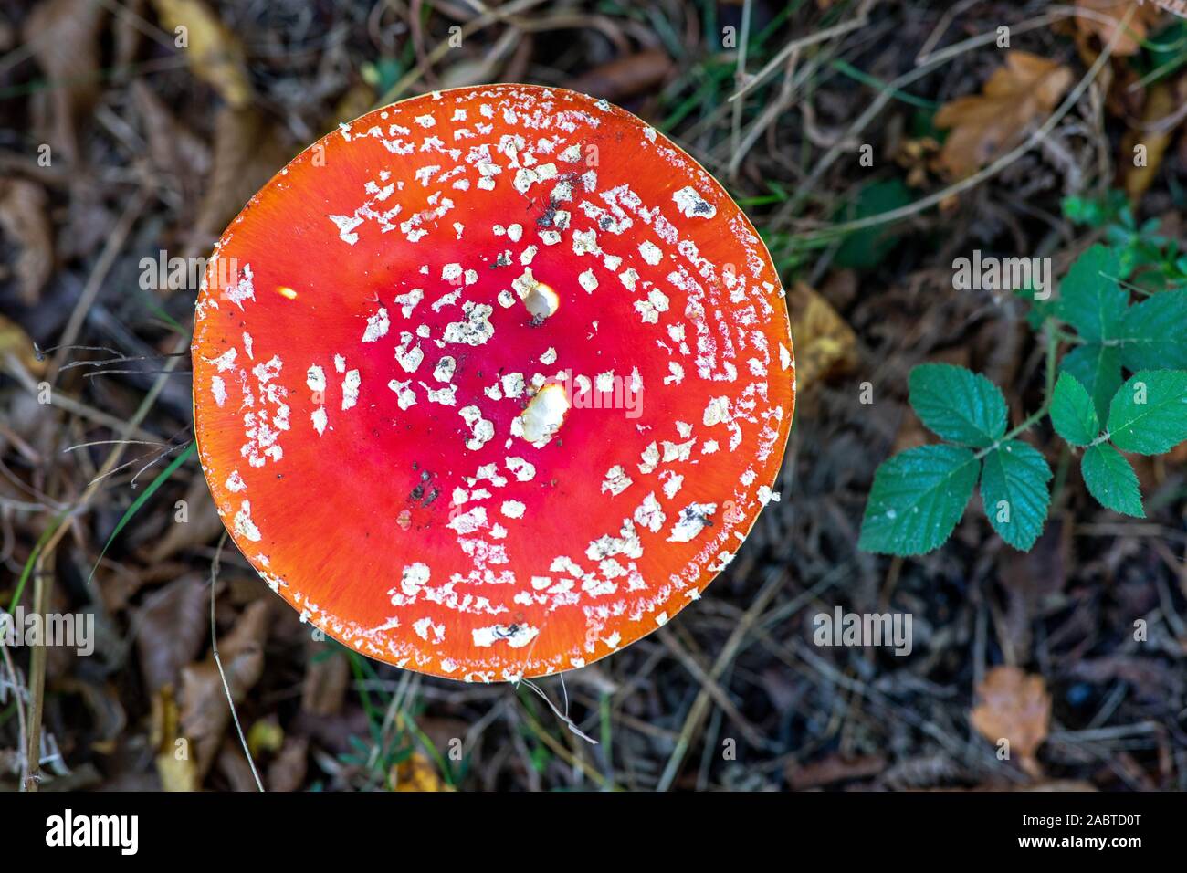 Champignon danger hi-res stock photography and images - Alamy