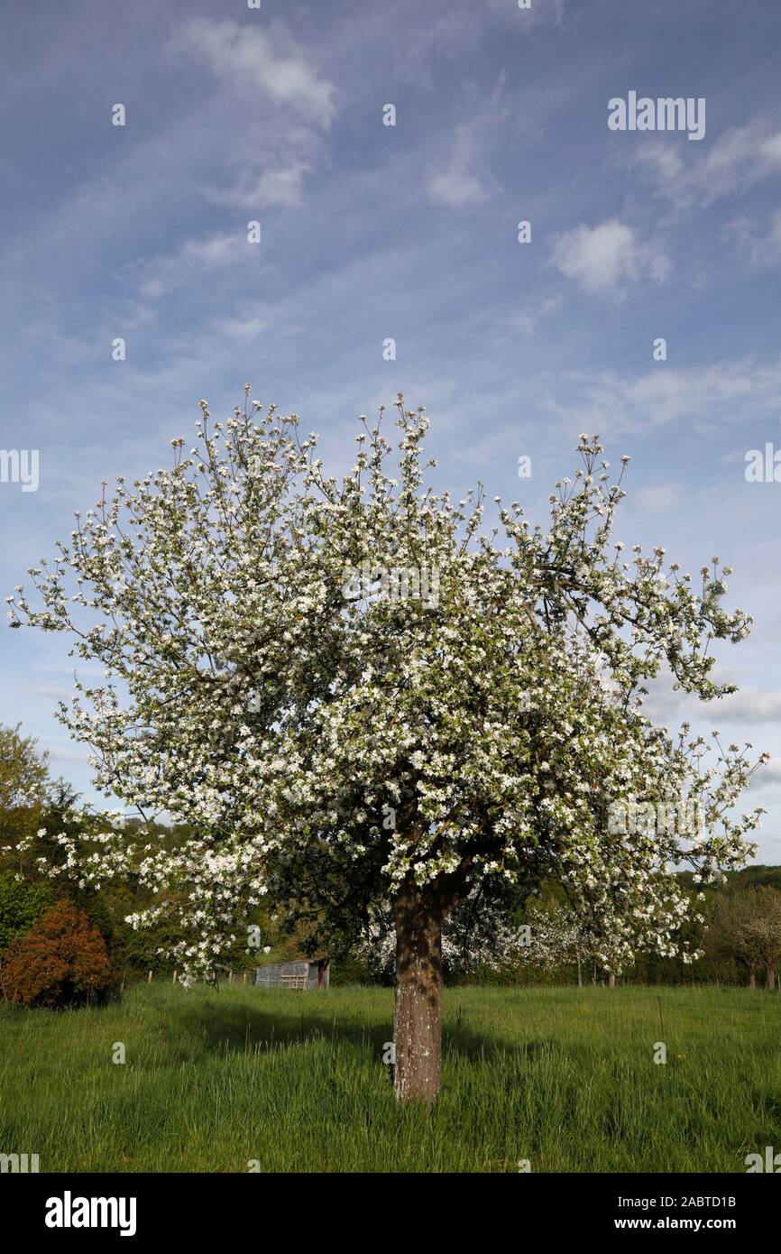 Pommier apple tree hi-res stock photography and images - Alamy