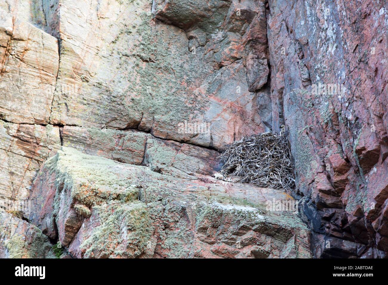 Golden eagle scotland nest hi-res stock photography and images - Alamy