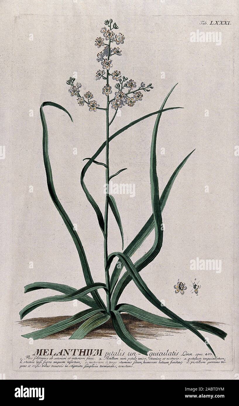 Melanthium virginicum hi-res stock photography and images - Alamy