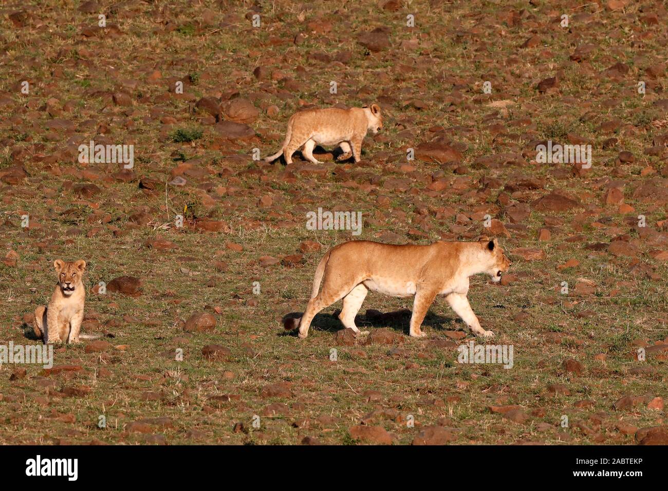 Rare Spotless Cheetah